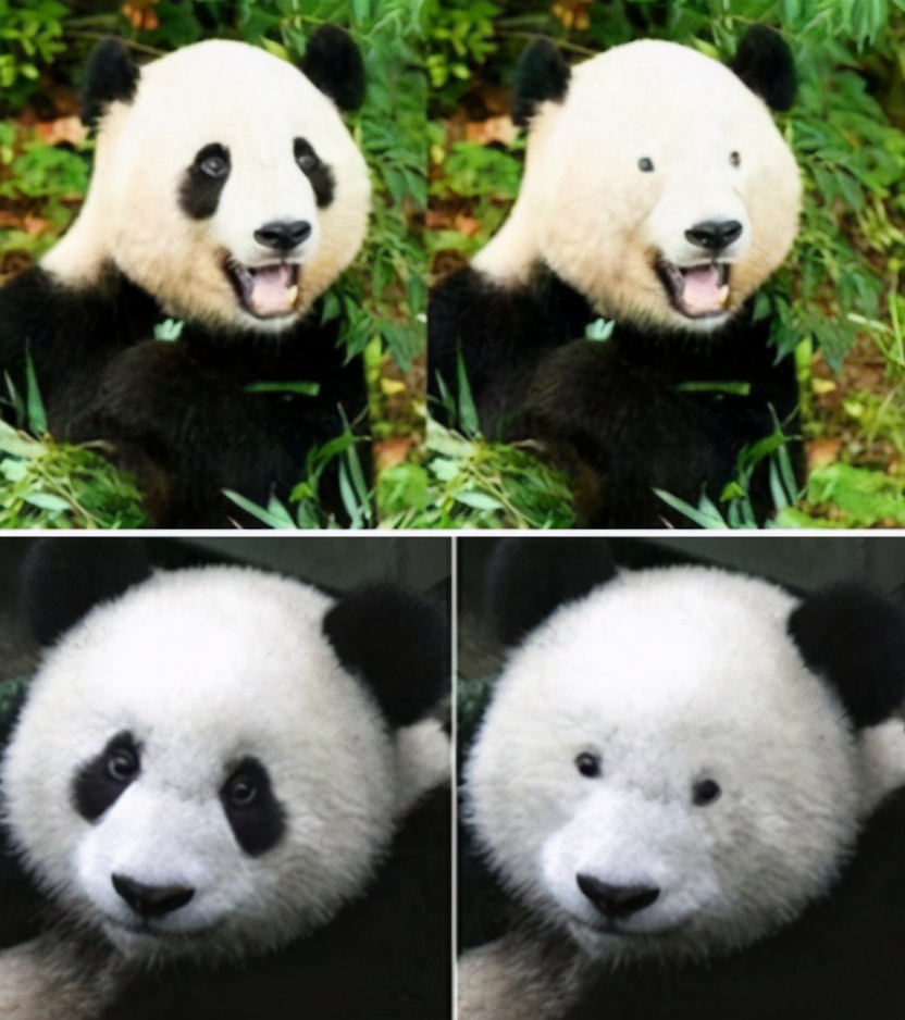 How did the giant panda survive in the ferocious environment before it ...