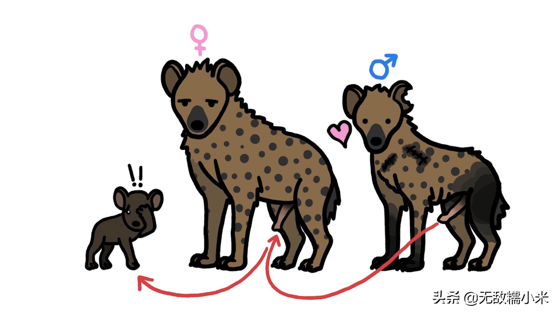 Why have I never heard of hybrid hyenas? What will a hyena give birth ...