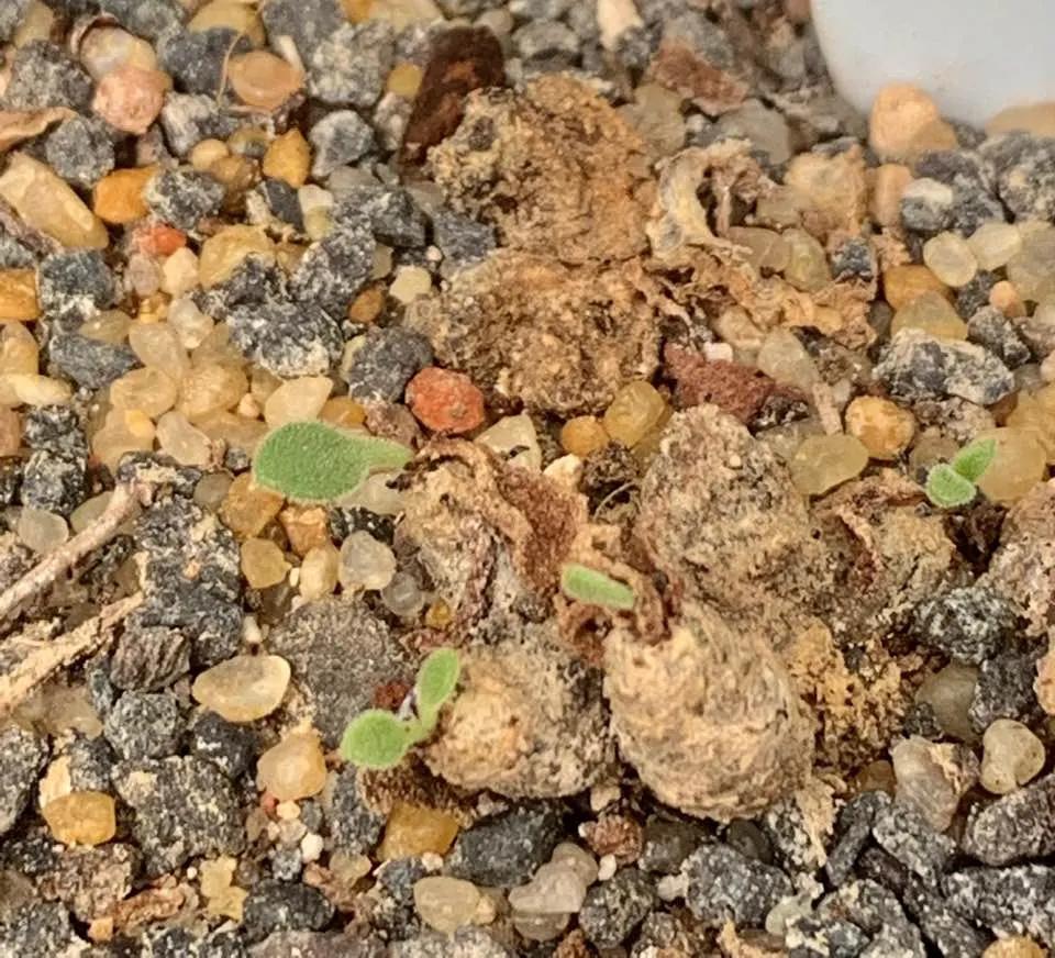 奇峰錦屬 Tylecodon longipes 長莖奇峰錦 - 資訊咖