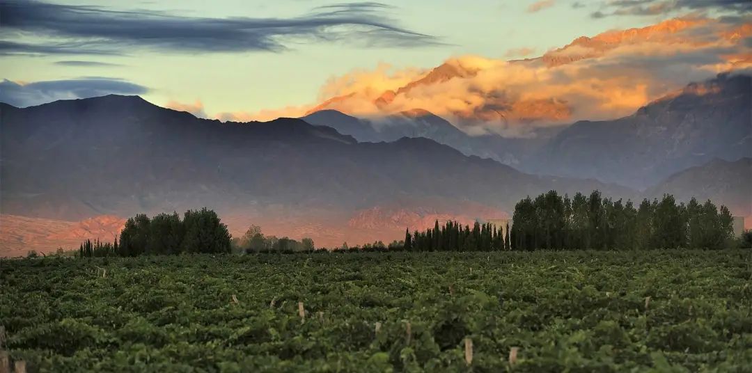 What is so special about high-altitude vineyards? - iNEWS