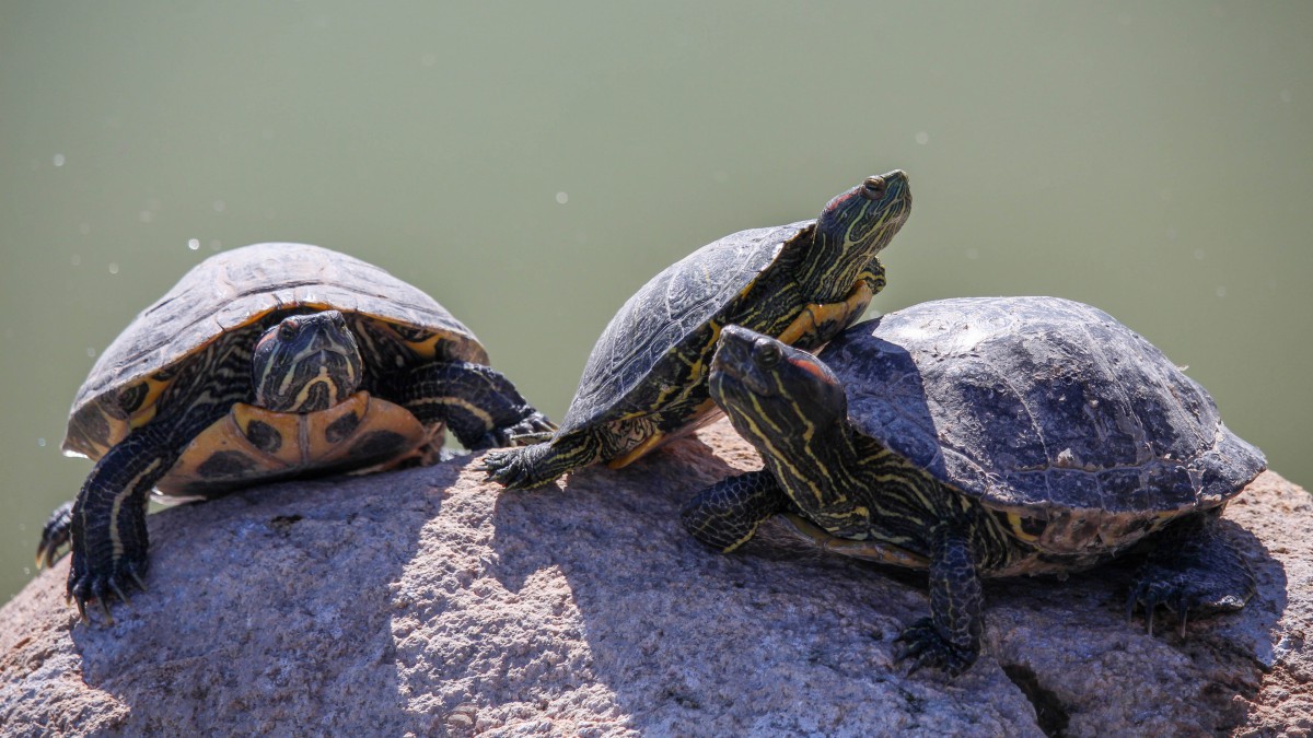 The mystery of turtle longevity - iNEWS