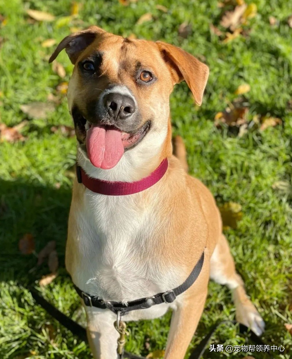 The dog was born with a crooked mouth and a slanted face. He was ...