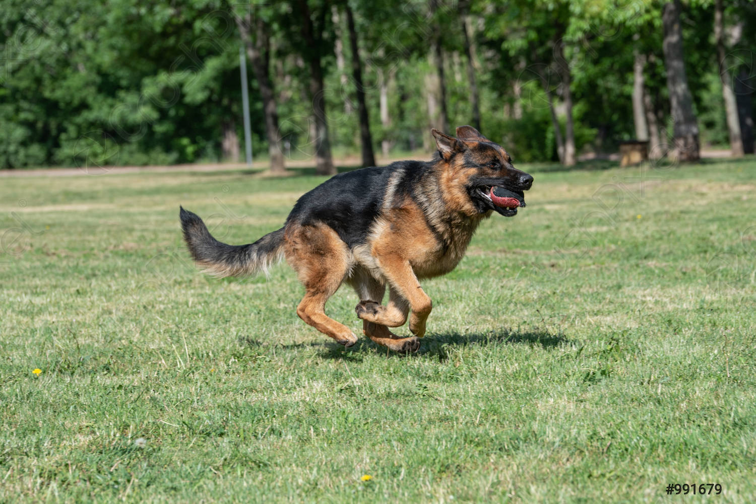 Inventory of the 10 fastest dogs on the planet, faster than a car, can ...