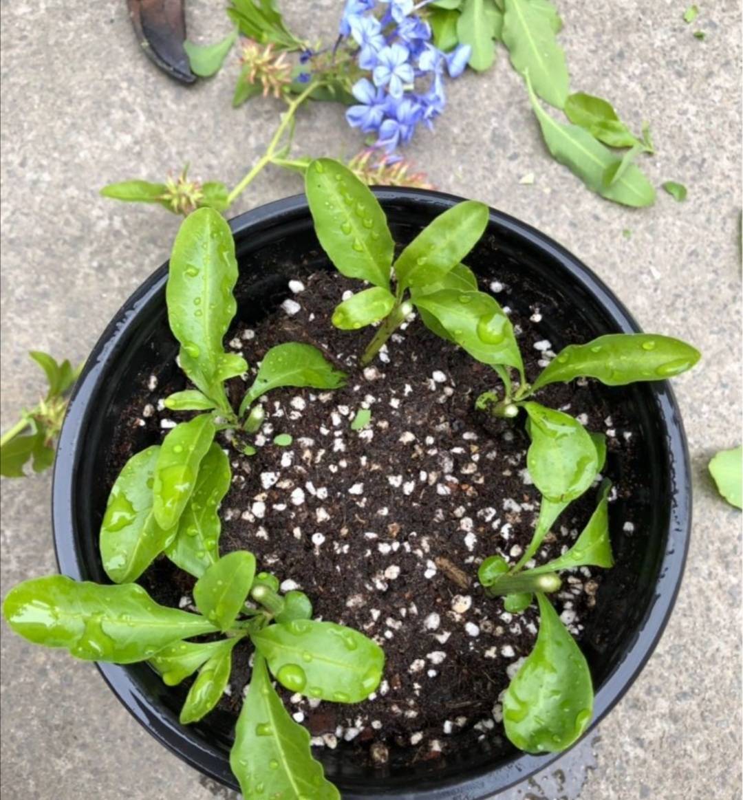 6 kinds of beautiful flowers, cuttings take root fast in autumn and ...