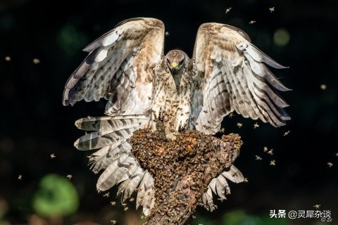 The eagle is among the ten thousand enemies, dare to single out the ...