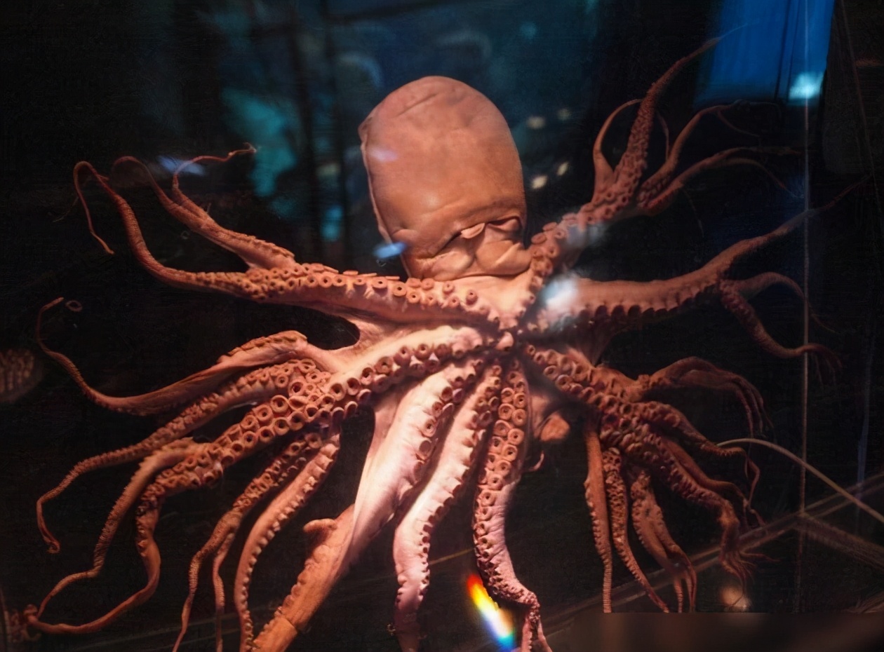 Following the 32-legged octopus, radioactive hybrid wild boar also ...