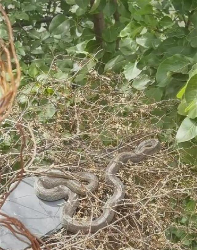 Why do snakes come out to bask in the sun?Sichuan nest snake basking in ...