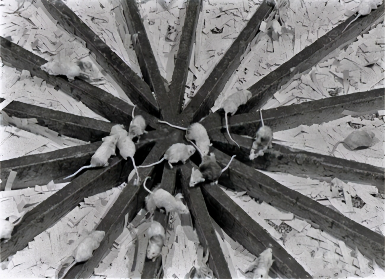 一個預示著人類未來的實驗——「25號宇宙」 - 資訊咖