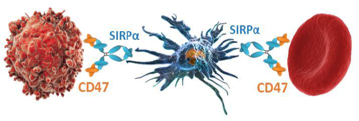 引领新一轮肿瘤免疫的热潮——CD47，到底是个啥？