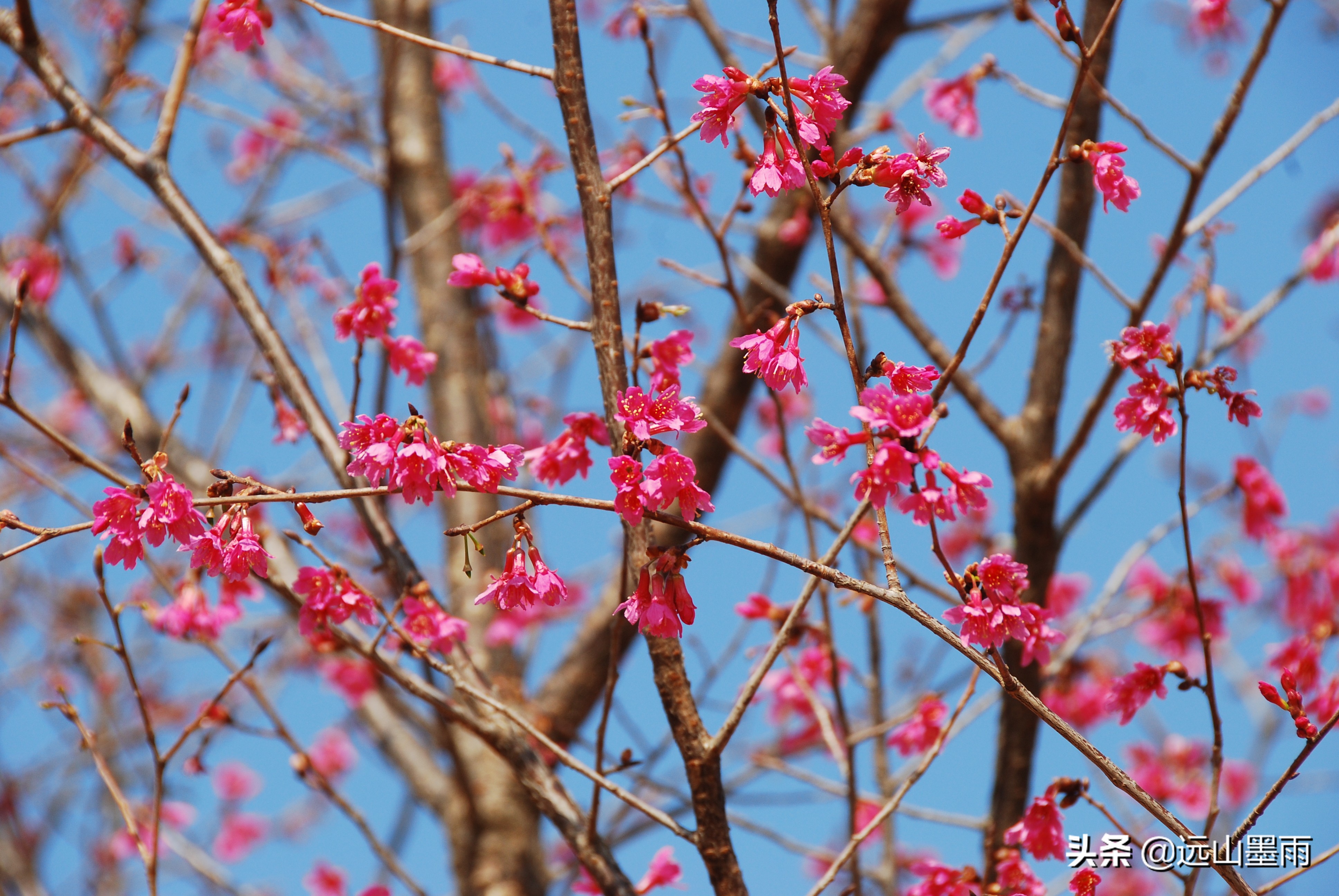 In Kunming, where to enjoy cherry blossoms in early spring and February ...