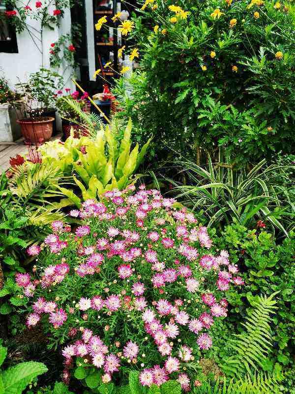 Visit the flower market in May and see eight kinds of flowers. Don't ...