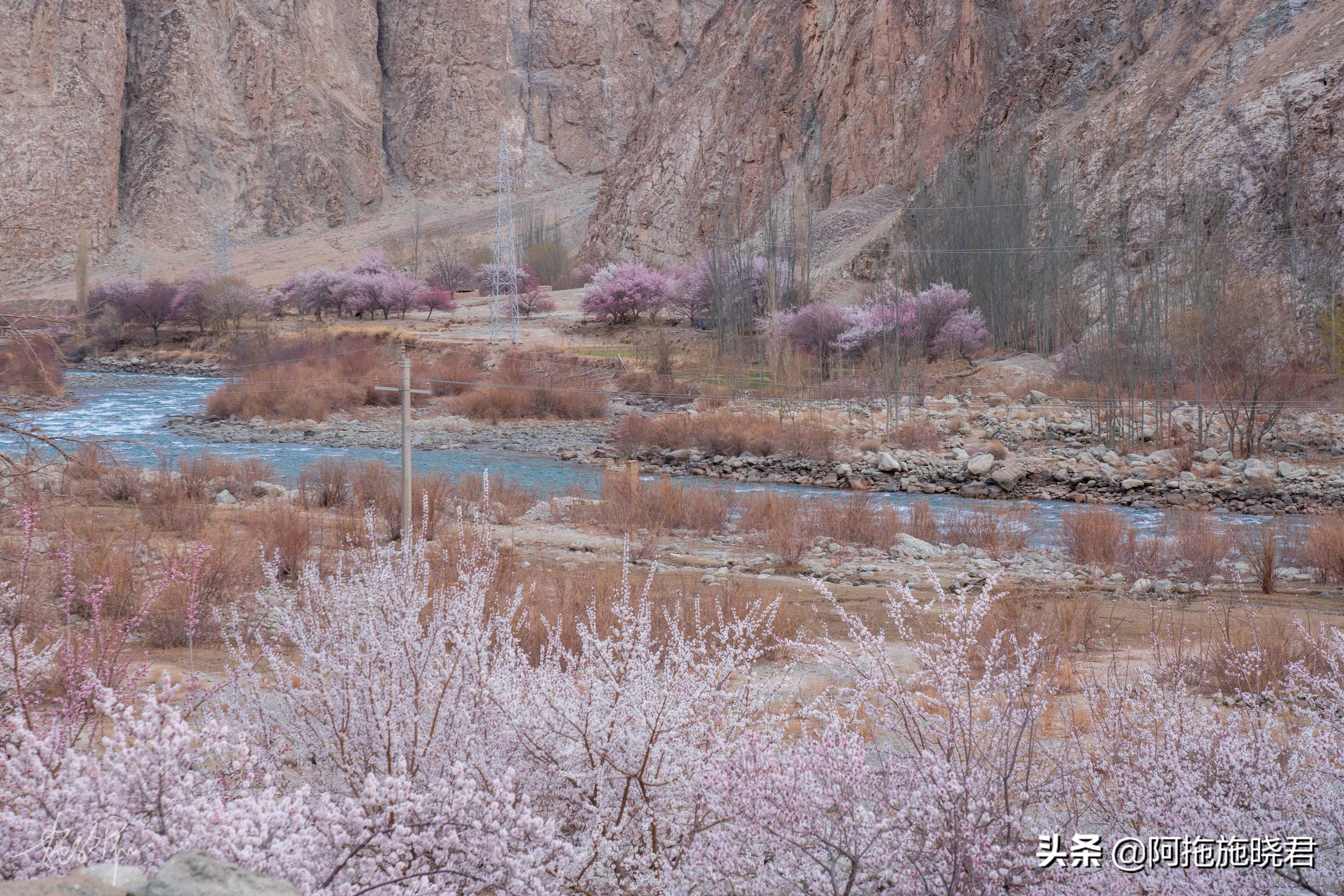 Apricot blossoms in the Pamirs in April are the most beautiful places ...