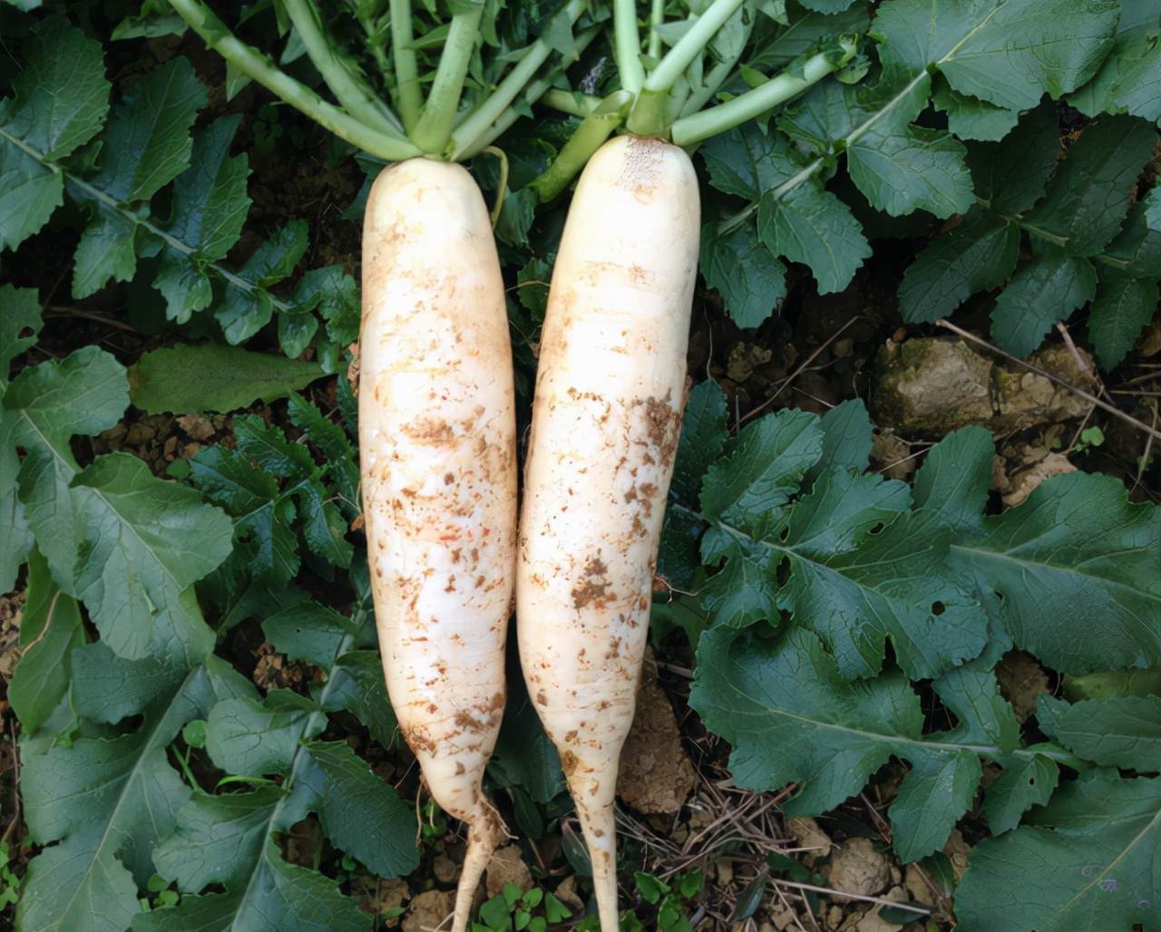 Eat radish in winter and ginger in summer?Reminder: You can often eat ...