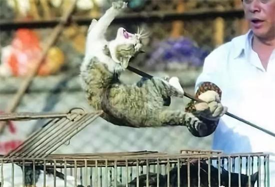 The Chinese claim to "dare to eat everything", but why don't they eat ...