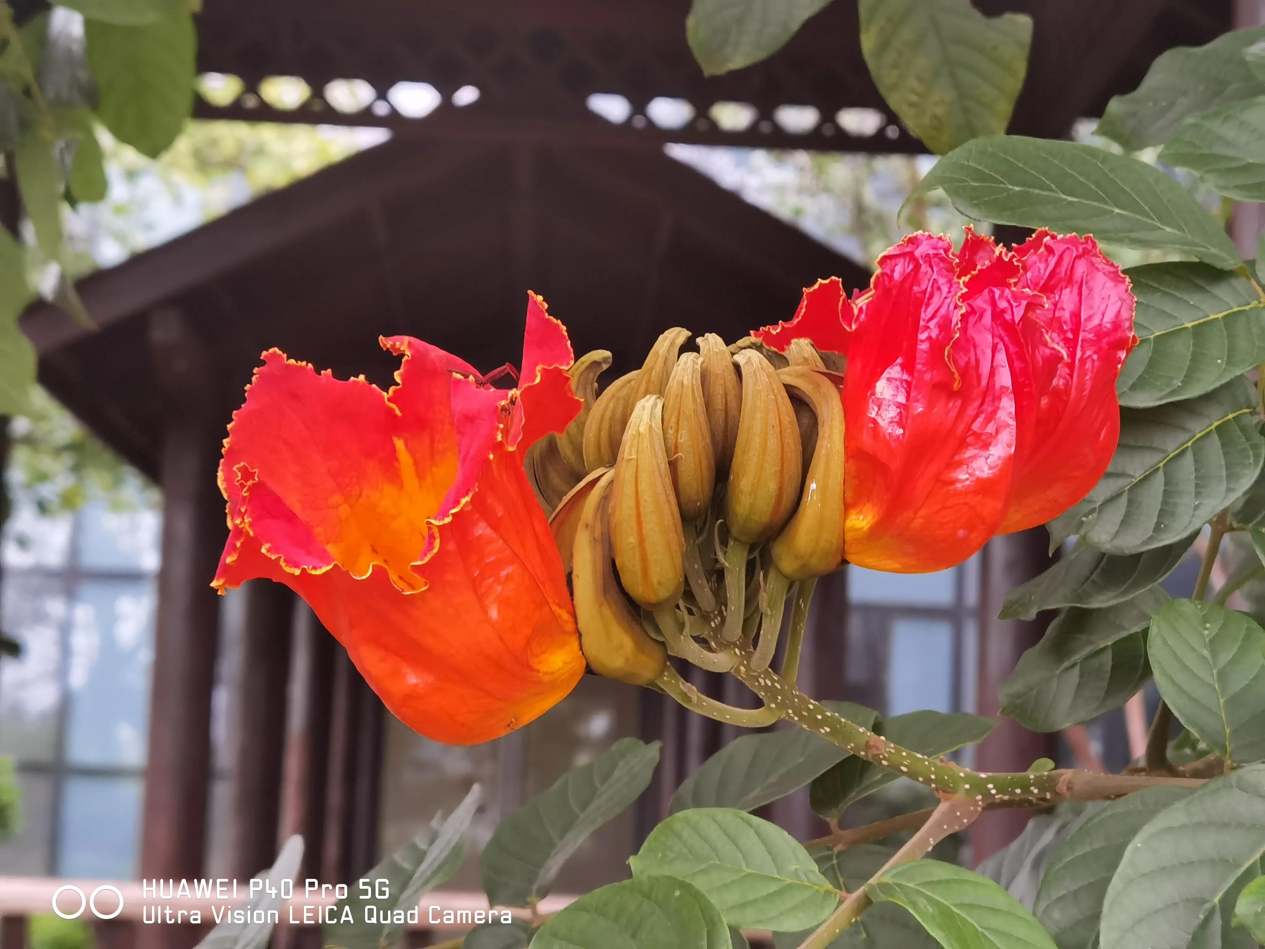 The National Tree of the Gabonese Republic—The Flame Tree - iNEWS