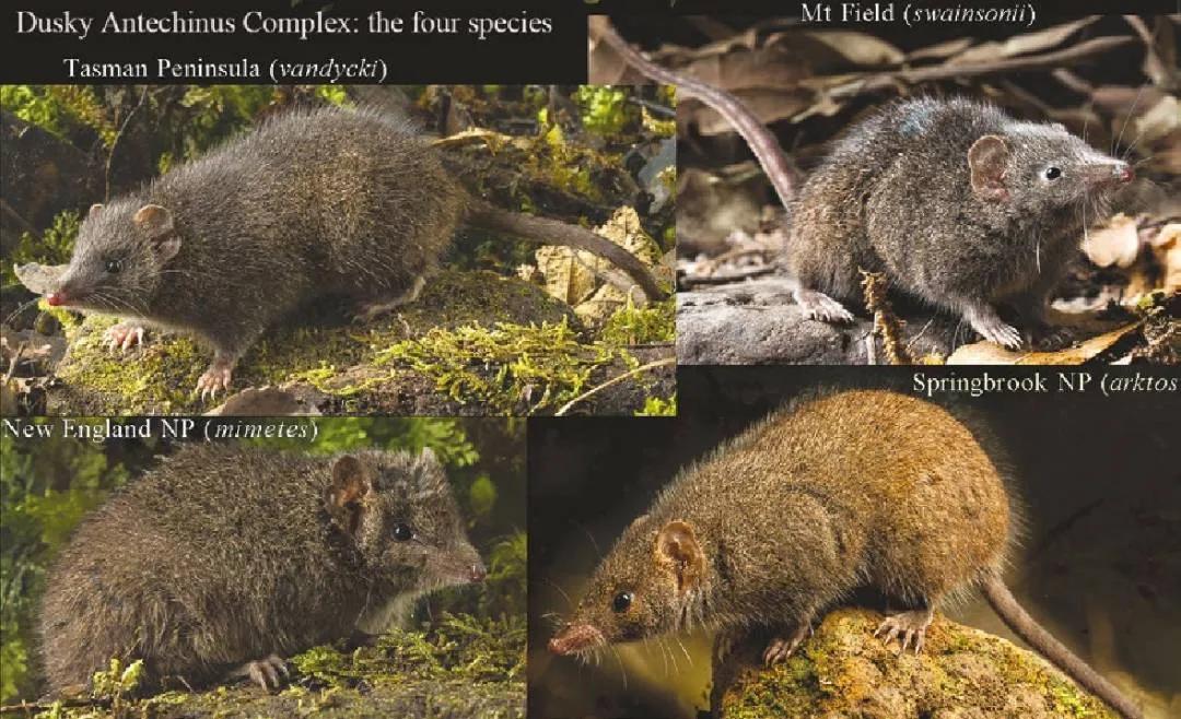 Australian bag shrew, set a Guinness record for mating until the shrew ...