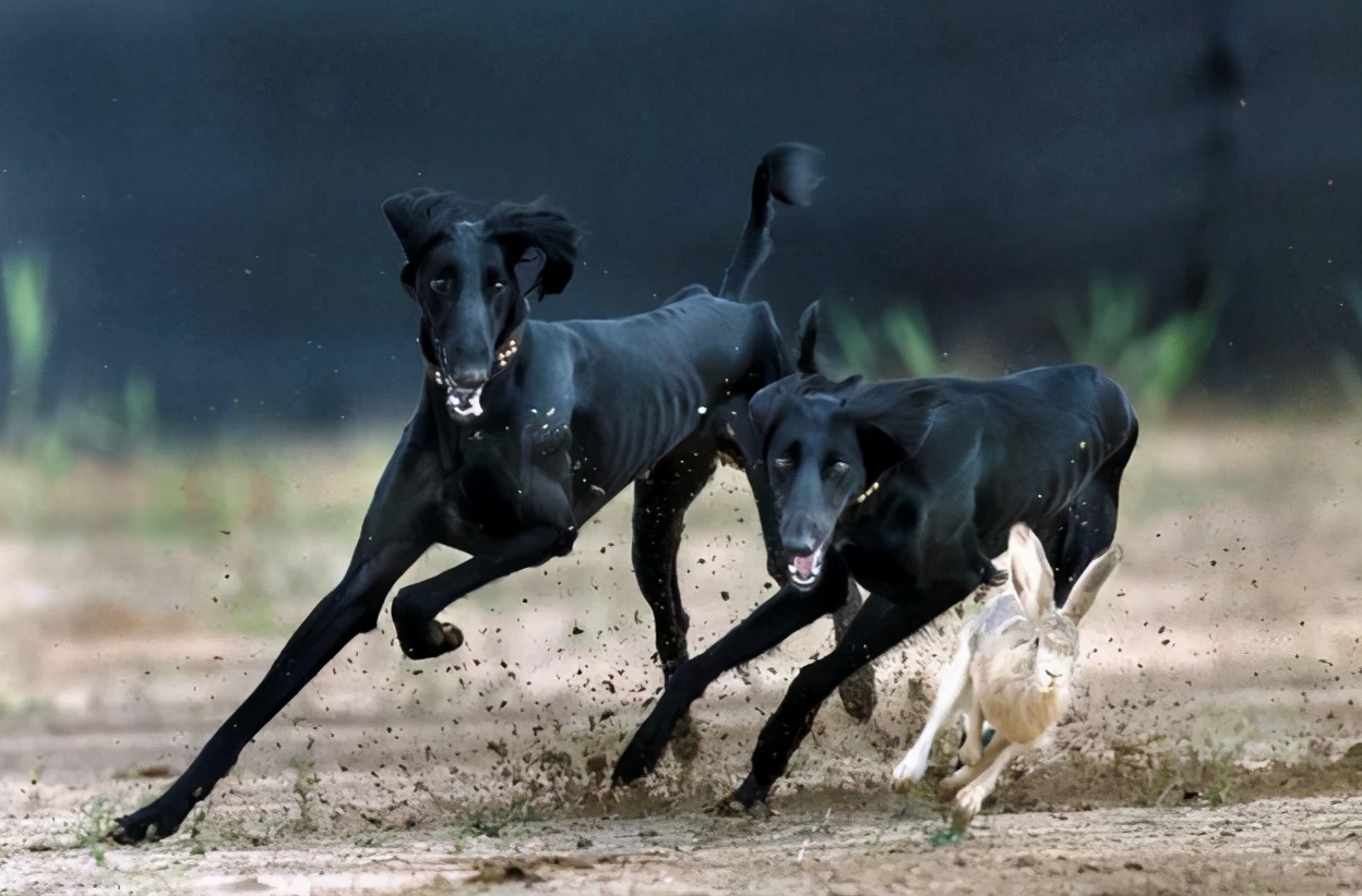 The four famous Chinese dogs that have been forgotten, the influence of ...