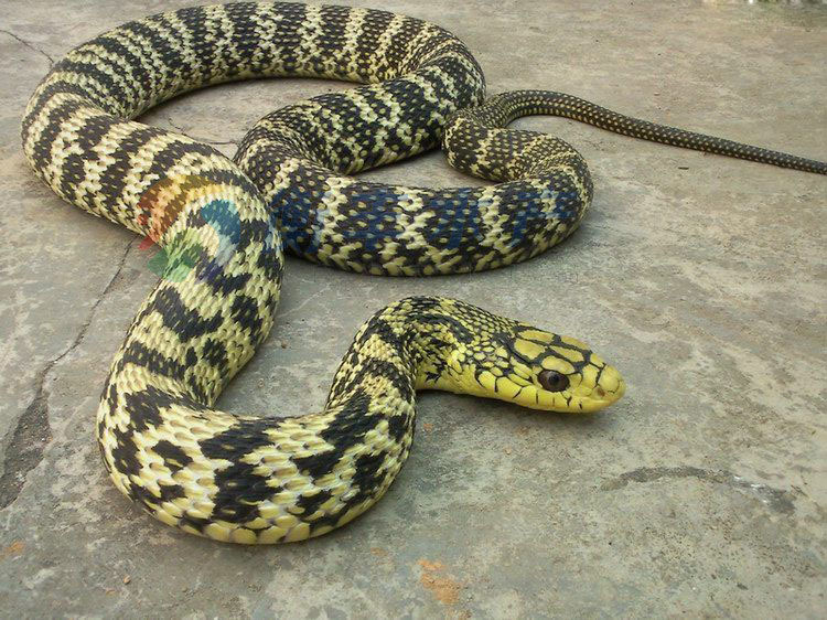 Cauliflower snake, the cat in the snake world, the absolute overlord of ...