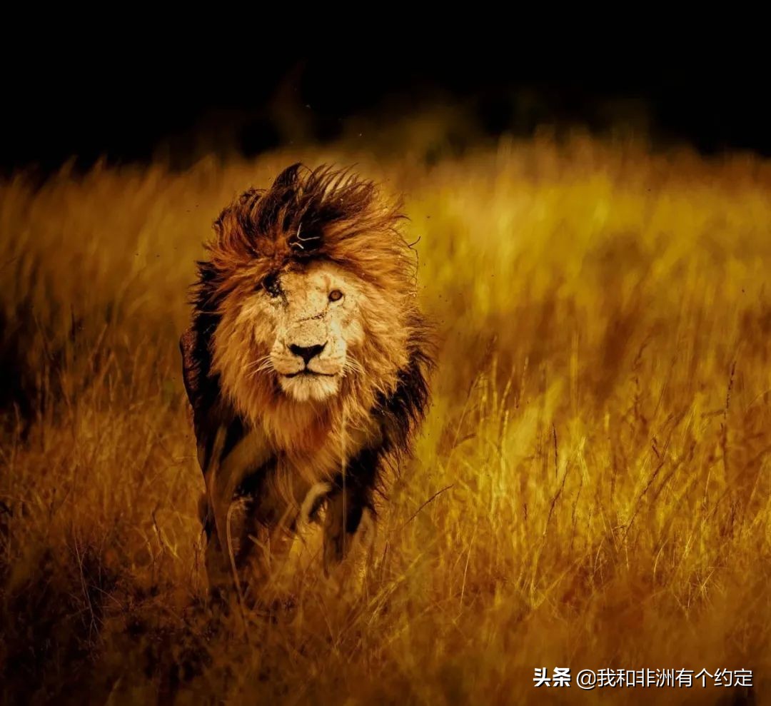 How "Scar" became the greatest lion in the Masai Mara - iNEWS