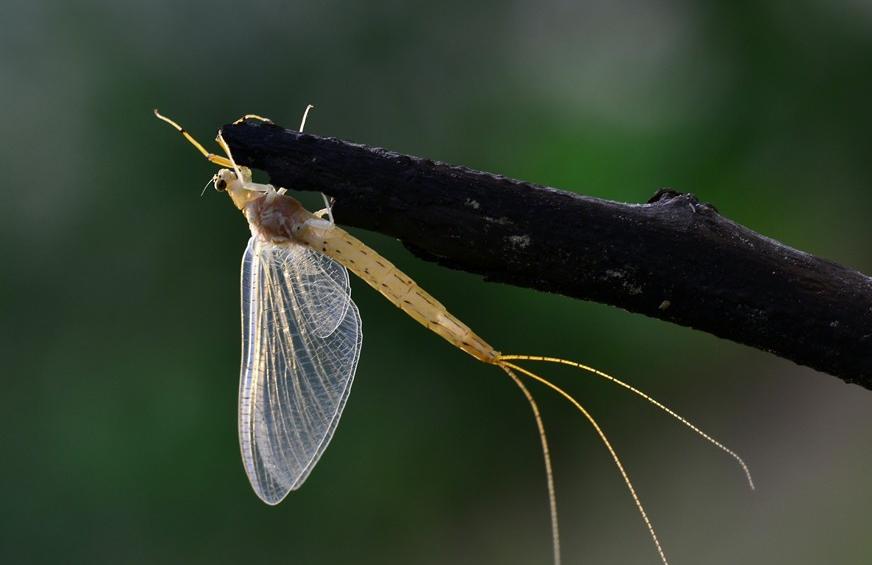Mayfly can only live for days?What is the meaning of its existence, is ...