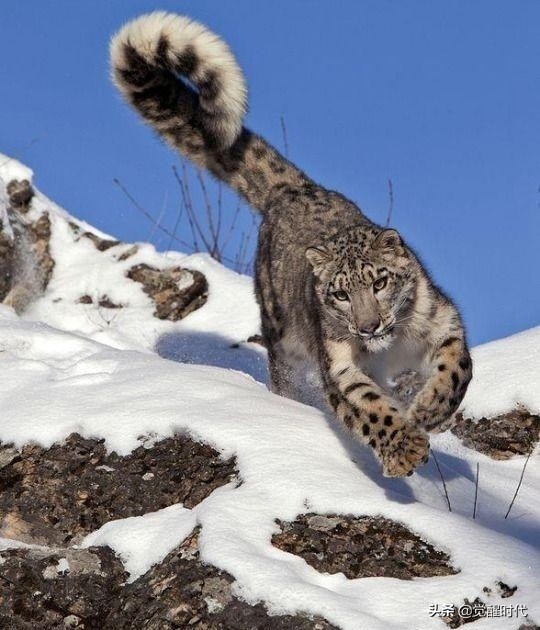 The "King of Snow Mountain" snow leopards are rare and precious. How ...