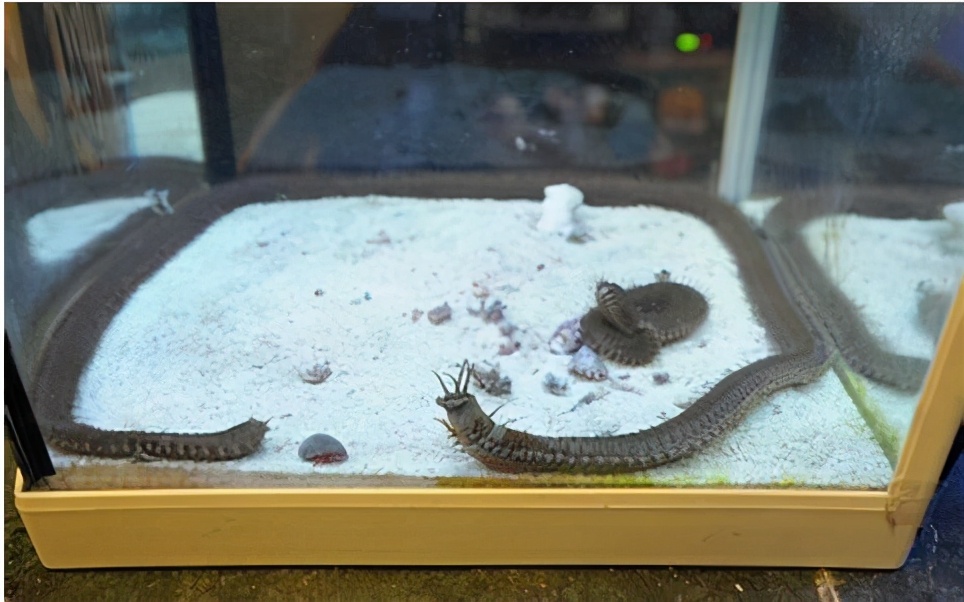 Dead sandworms living on the bottom of the sea!It can cut the prey into ...