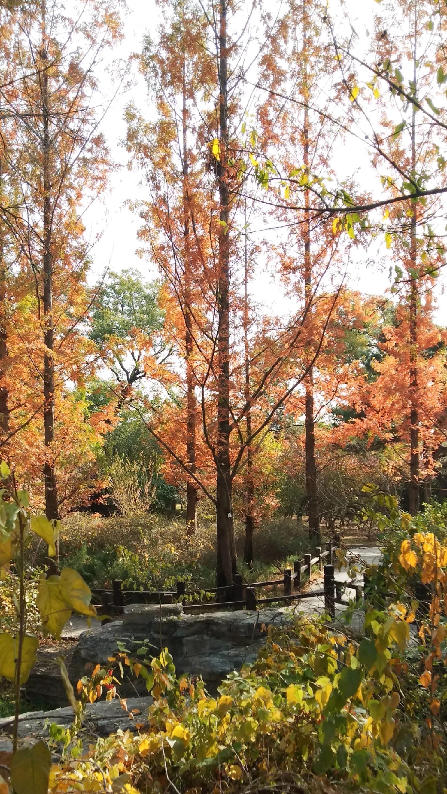 Green pines, verdant cypresses and old trees in shade - iNEWS