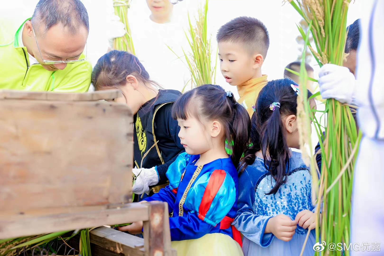 SMG host Yujia Sun cuts rice with her child in the fields, and her ...