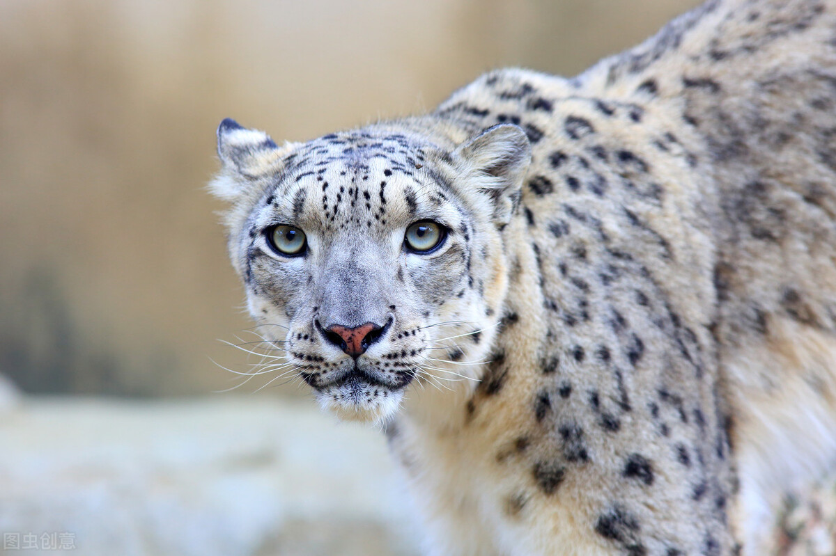 Rare than pandas!The "King of Snow Mountain" Snow Leopard appeared in ...