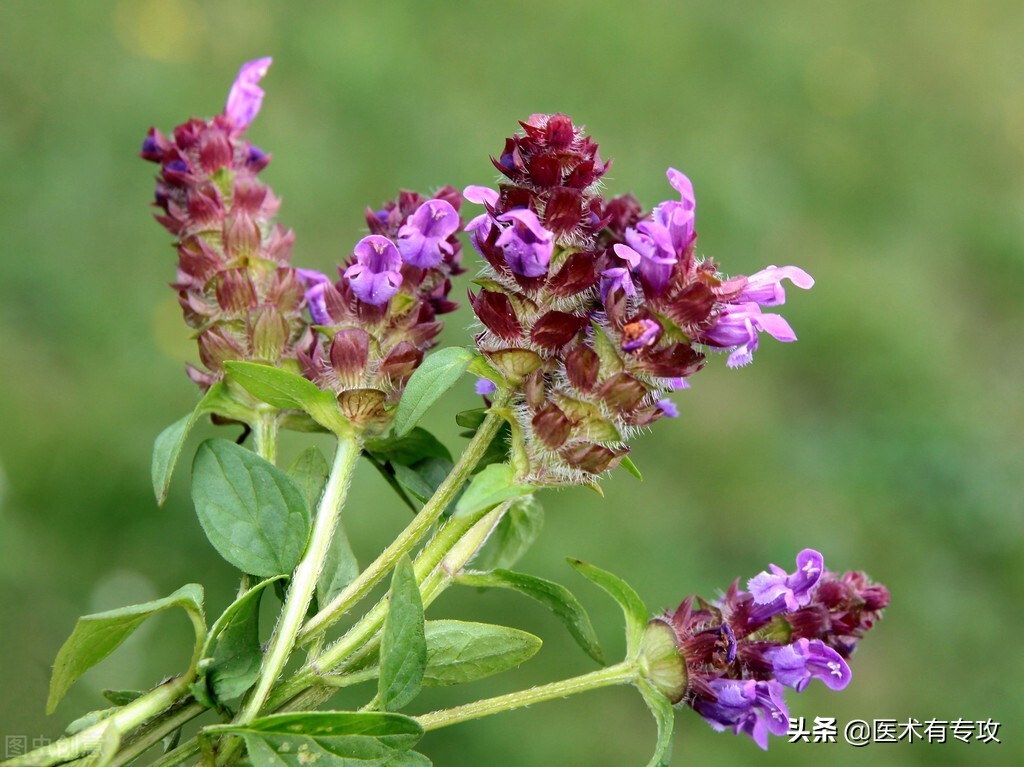 Blindly taste traditional Chinese medicine every day ~ Prunella ...