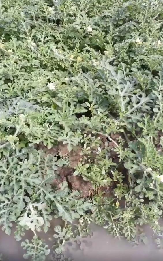 "Rat King" appeared in Russia. Five mice had their tails tangled and ...