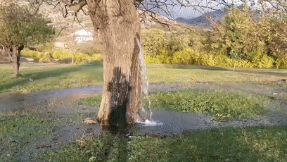 This tree actually "can pee" - iNEWS