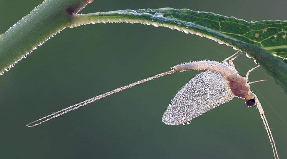 Mayfly can only live for days?What is the meaning of its existence, is ...