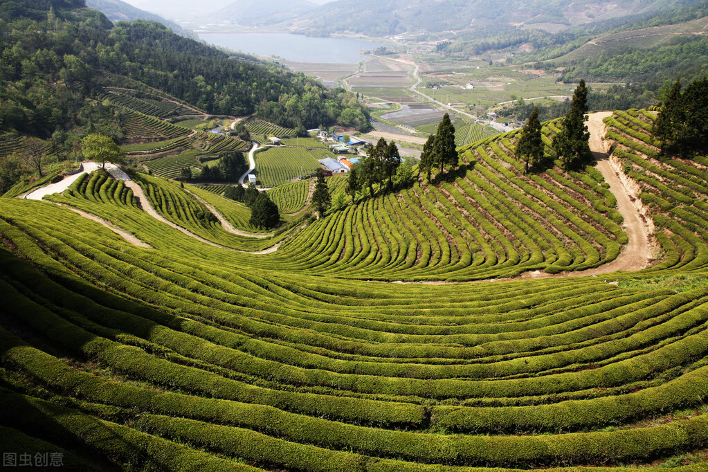 Explore the high mountain green tea in the depths of the Yunnan-Guizhou ...