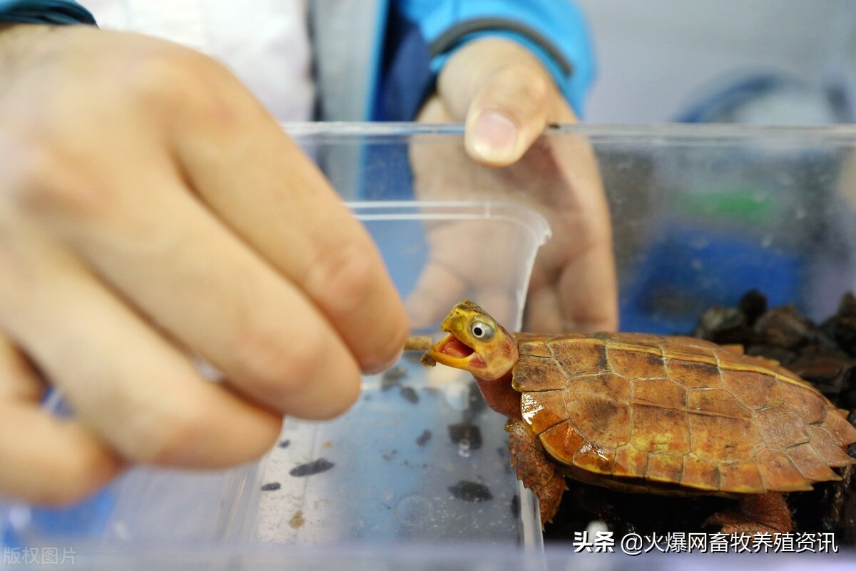 Does raising Brazilian tortoises make money?What are the profits and ...