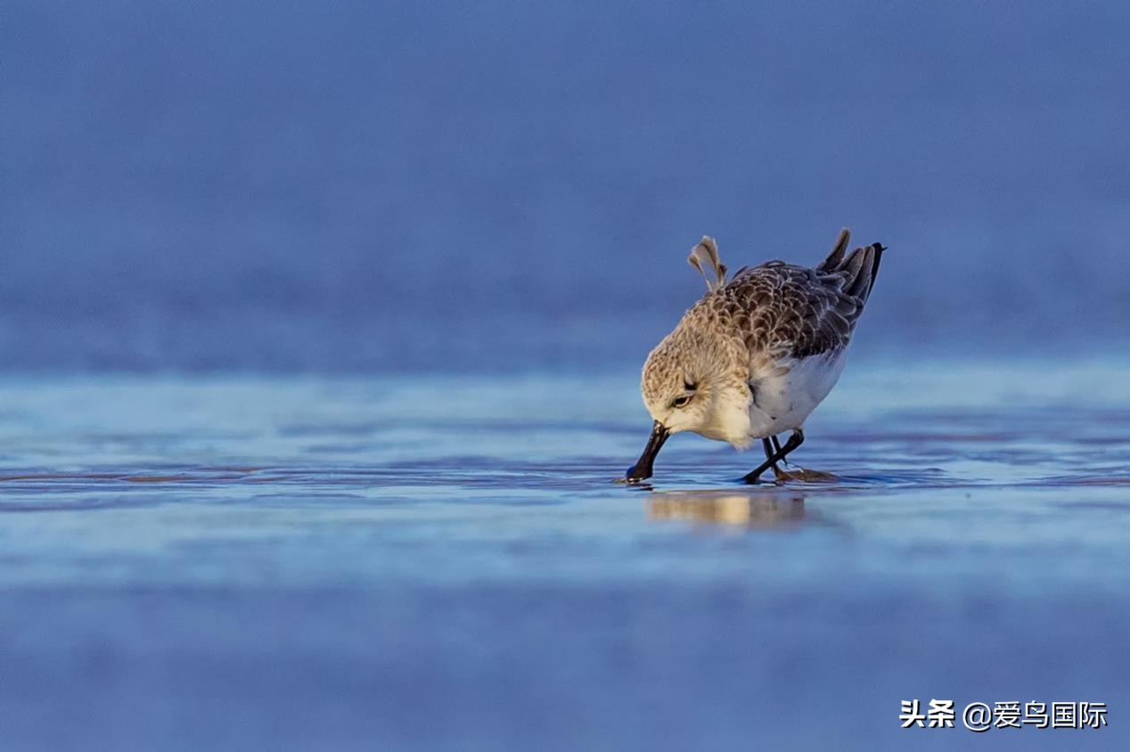 Spoon-billed Sandpiper, a critically endangered species with its own ...