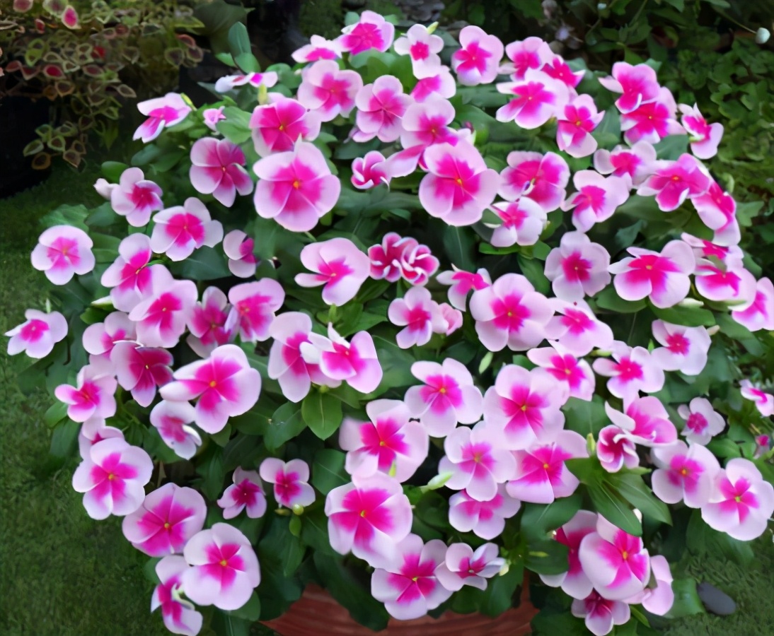 Choose 5 kinds of flowers in summer, they like the "big sun", the more ...