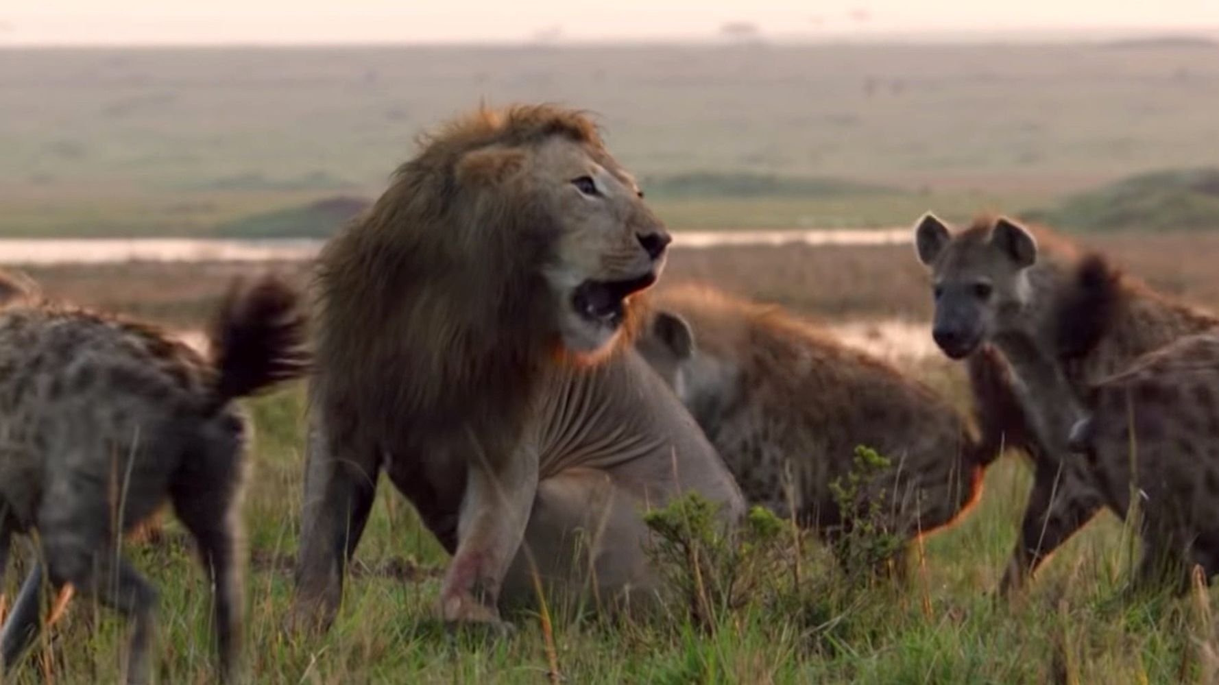 Can a stray lion recognize his mother? If not, how to avoid inbreeding ...