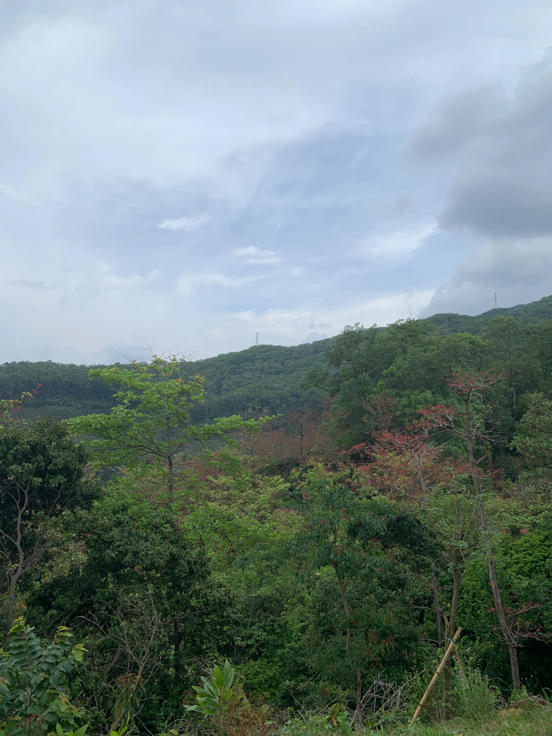 Dalingshan Forest Park, travel around, relax, exercise, couples' parent ...
