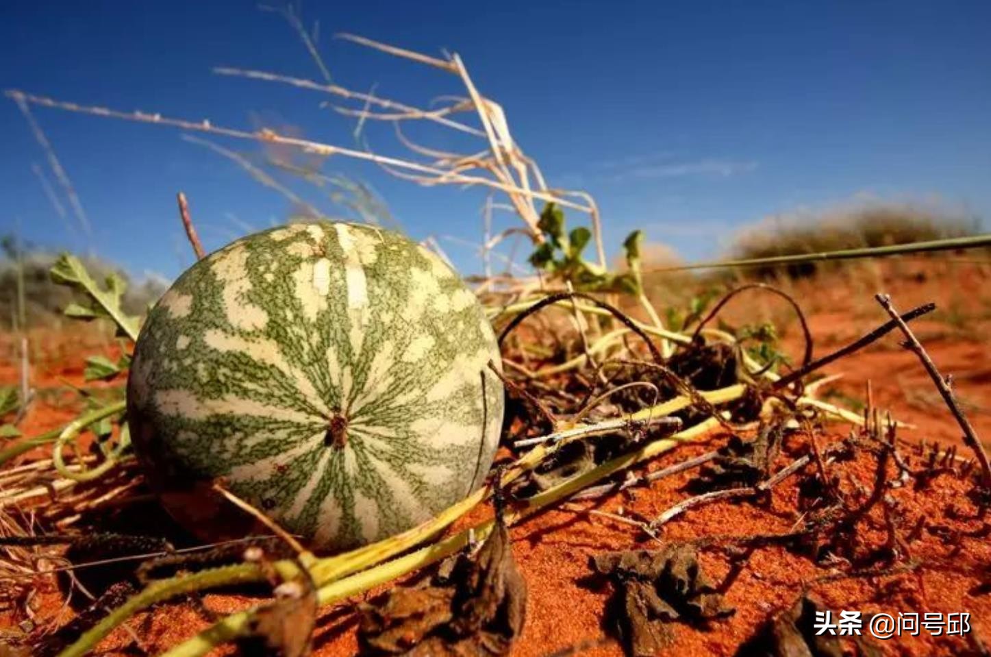 Where did the watermelon come from?3300 years ago, watermelon seeds ...
