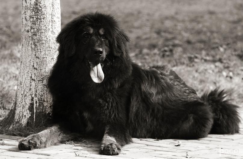 The four famous Chinese dogs that have been forgotten, the influence of ...
