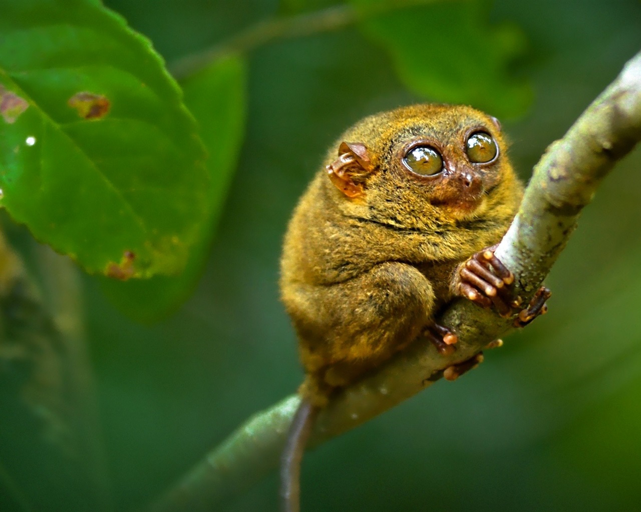 List of the cutest species in the world selected by CNN in 2013 - iMedia