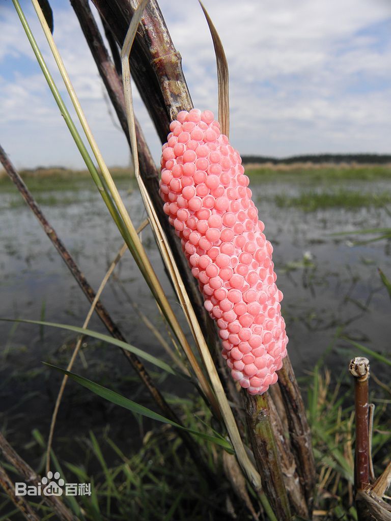 The origin of the name "Super Encyclopedia 1435" and "Fu Shou Luo"? - iNEWS