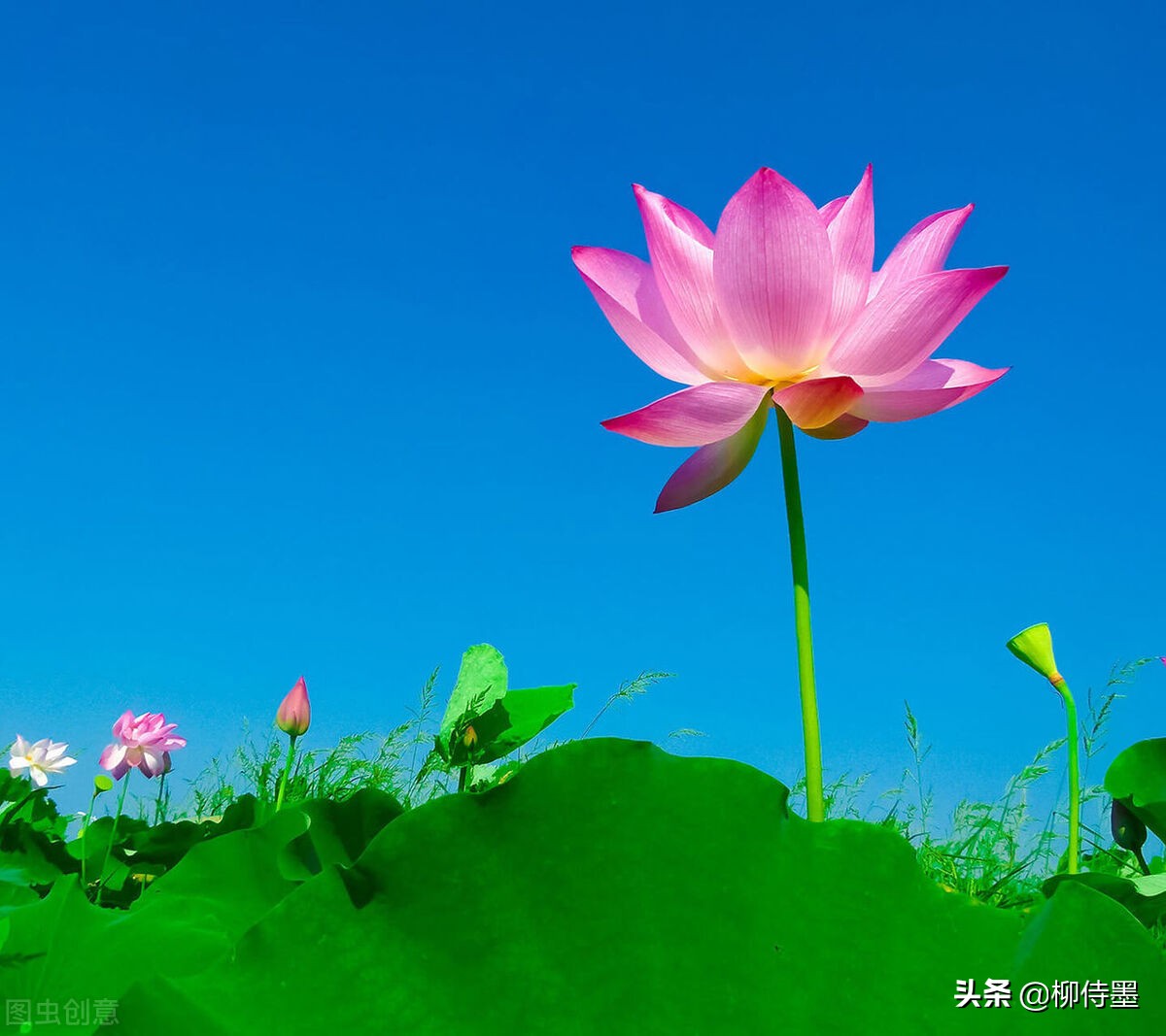 How to shoot lotus photography?22 example pictures to share 5 ...