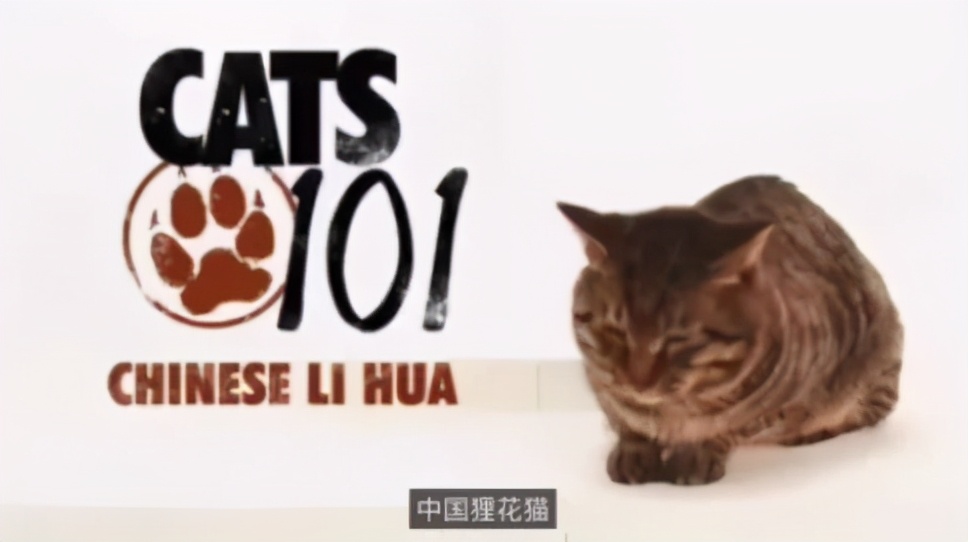 What is the charm of the Chinese Garden Cat?Qian Zhongshu fights for ...
