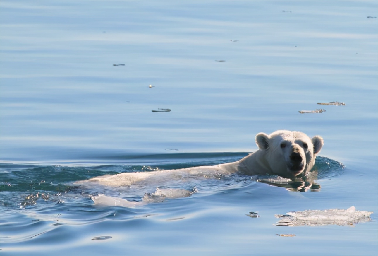 The Arctic permafrost is rapidly melting, and nematodes that have been ...