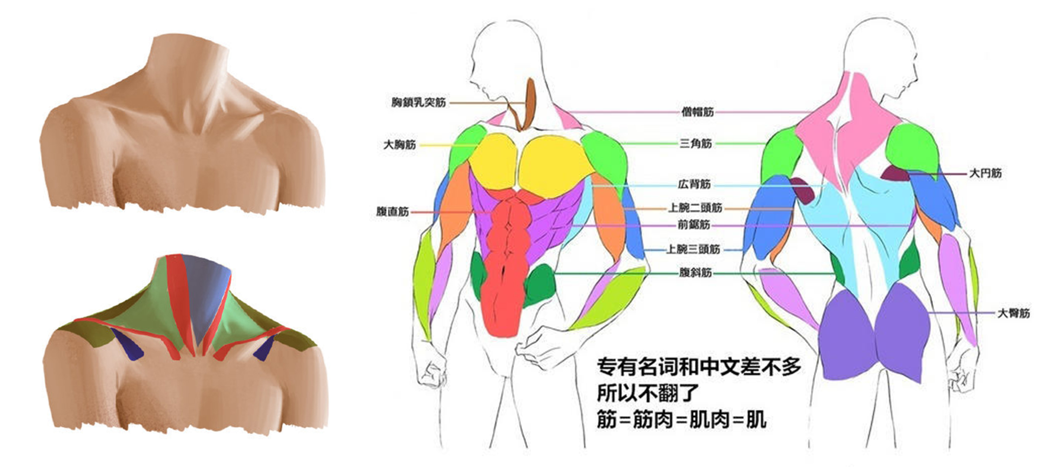 A detailed explanation of the easy-to-ignore "clavicle part" drawing ...