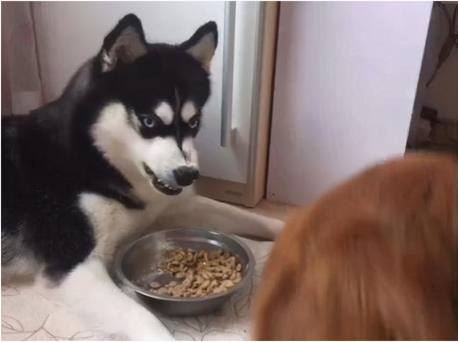 "Wang Wang Wang"!Do you know what the different barking sounds of a dog ...