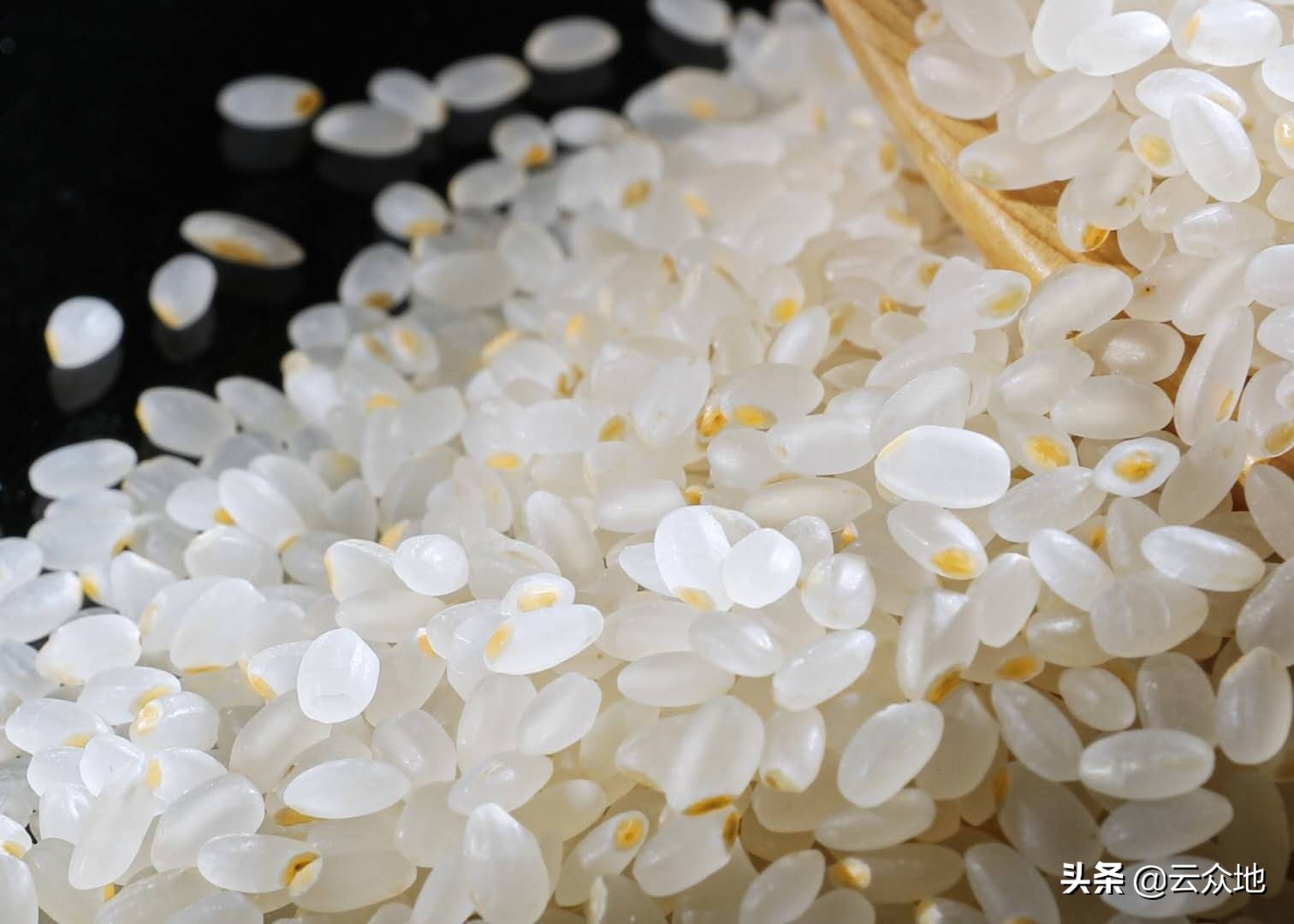 1 grain of germ rice is about 108 grains of polished white rice, really ...