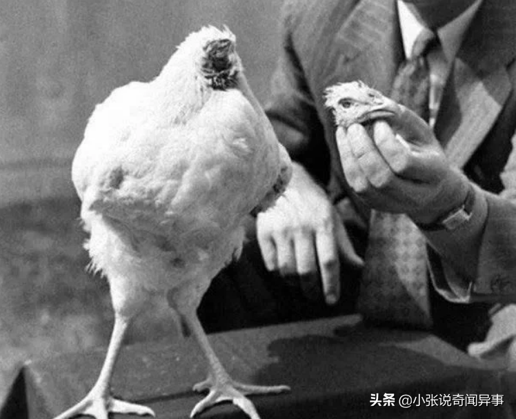 The headless rooster survived for 18 months, and the owner made 500,000 ...
